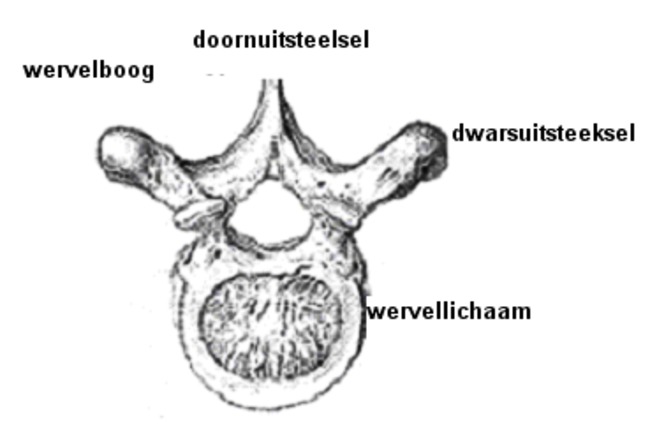 Een gebroken rugwervel (Folder) - Catharina Ziekenhuis